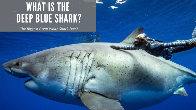 What is a Kook: Origins and Meaning of the Word - The Surfing Handbook