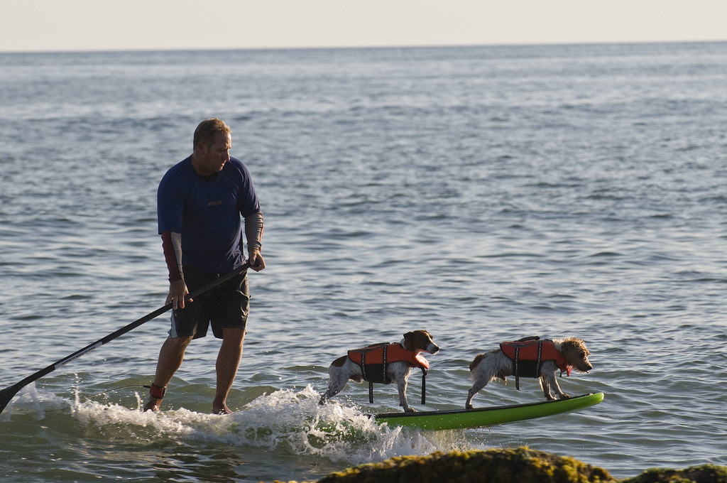 How To Paddle Board With Your Dog - The Ultimate Guide - The Surfing ...